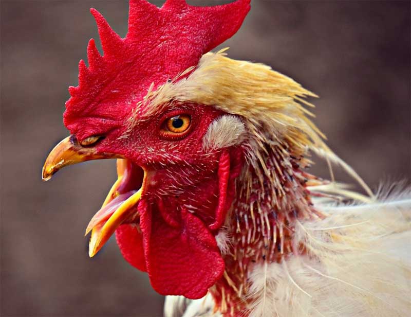 Raffelhüschen will Rentner rupfen › Direktversicherungsgeschädigte e.V.